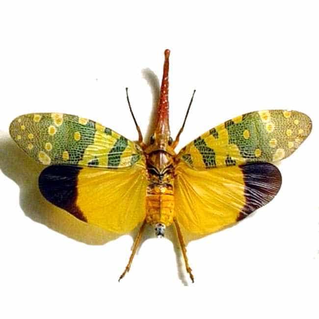 Le Pyrops candelarius, insecte de Thaïlande