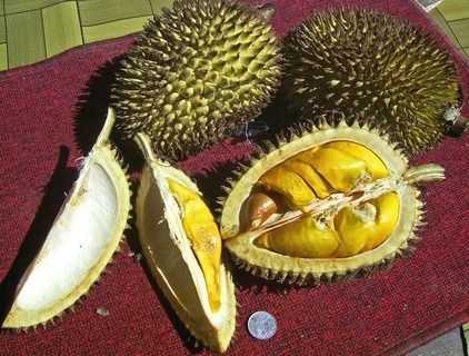 Le Durian et son fruit à forte odeur