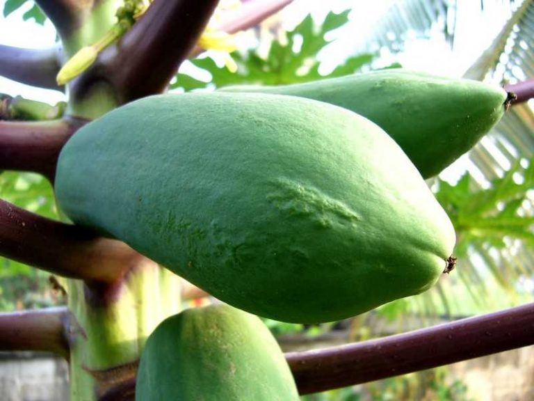 Le Papayer et son fruit la papaye, utilisation et propriété médicinale
