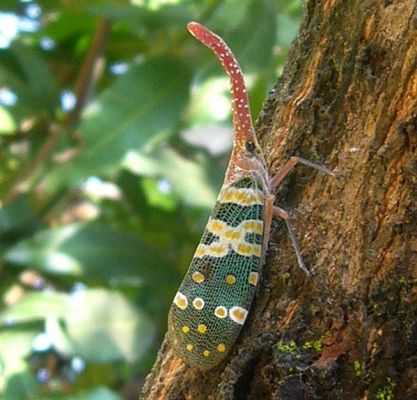 Le Pyrops candelarius, insecte de Thaïlande