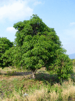 Le Manguier et la mangue, description et propriété médicinale
