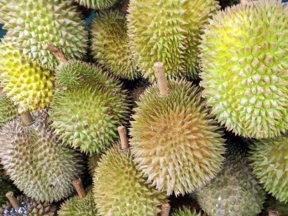 Le Durian et son fruit à forte odeur