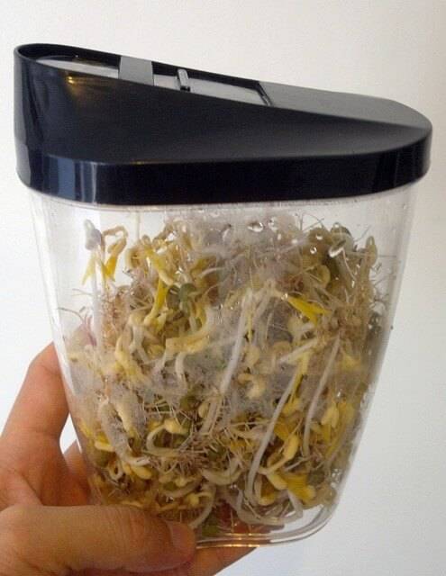 Pousses de soja : la méthode facile pour les faire chez soi