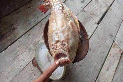 Un poisson au visage humain trouvé dans le sud de la Thaïlande ...