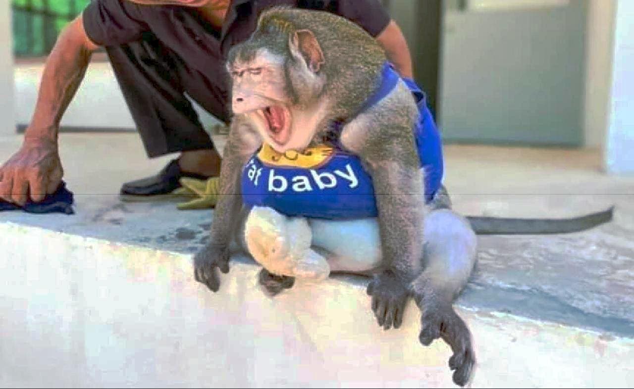 Godzilla : un célèbre macaque obèse tué par la malbouffe en Thaïlande