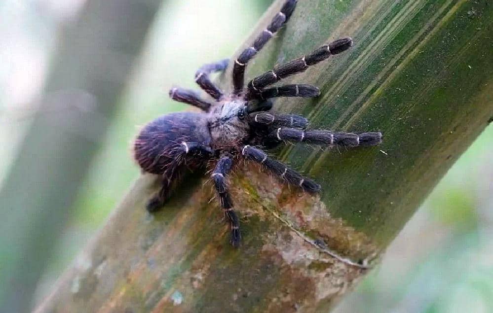 Un YouTuber découvre une nouvelle espèce de tarentule en Thaïlande