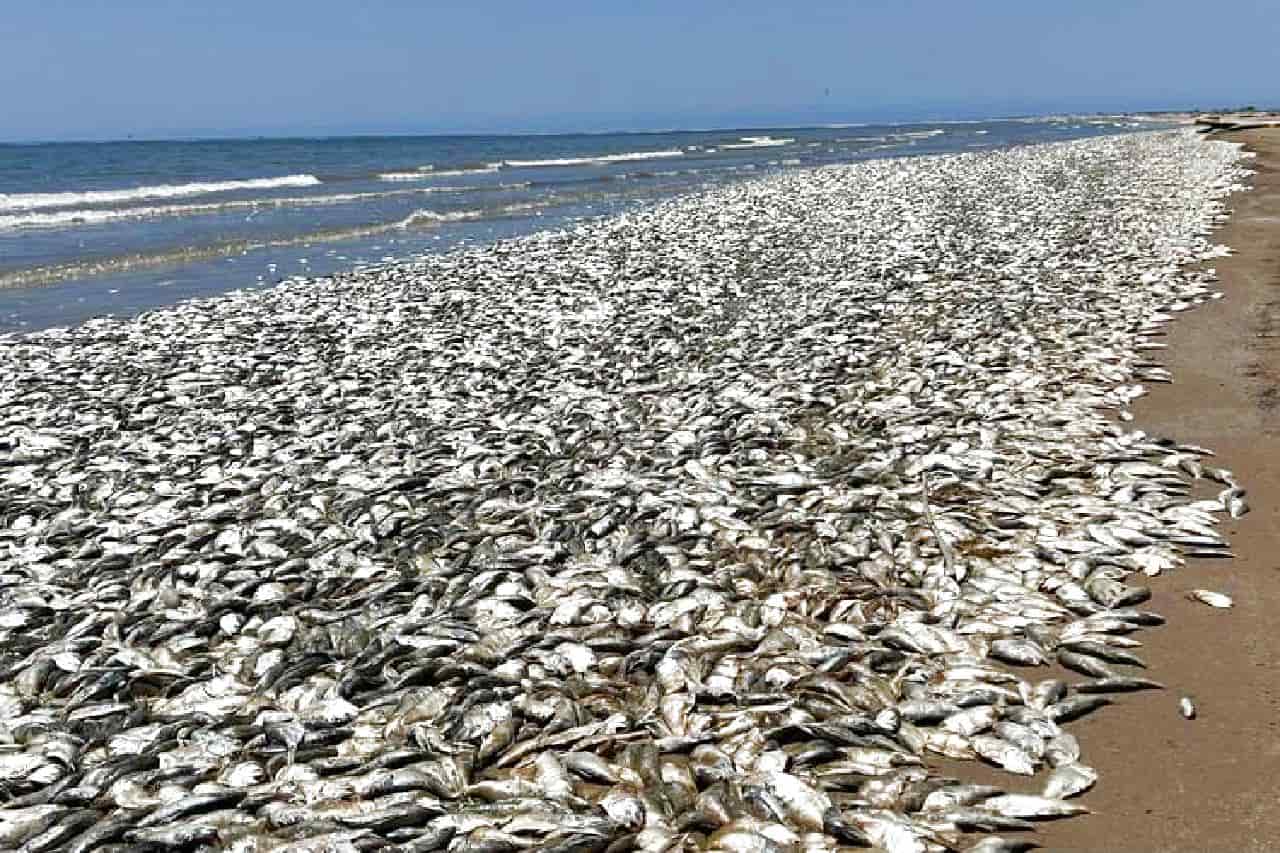 Des milliers de poissons morts découverts sur une plage de Thaïlande