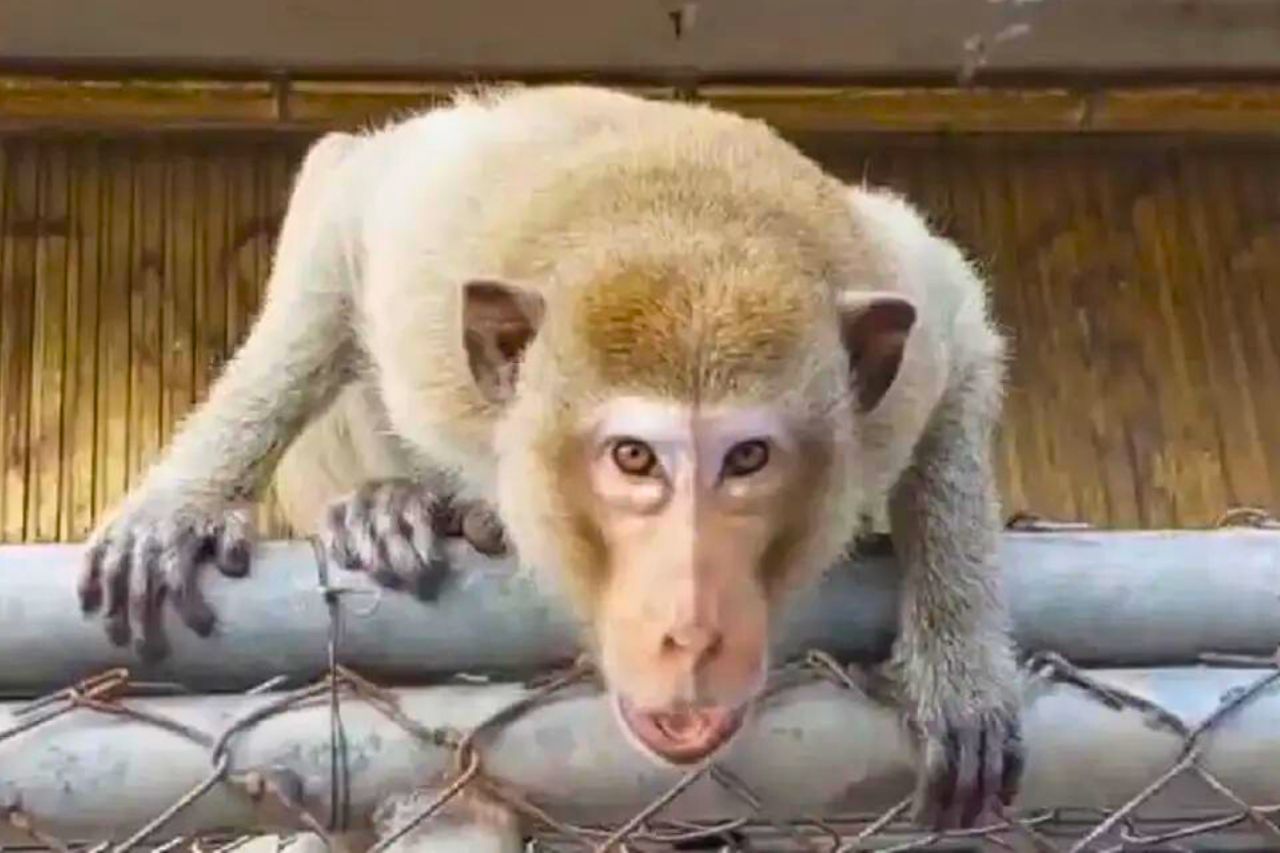 Thailand launches a major monkey hunt in Lopburi