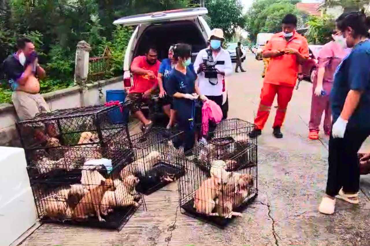 28 starving dogs eat their deceased master in Bangkok, Thailand