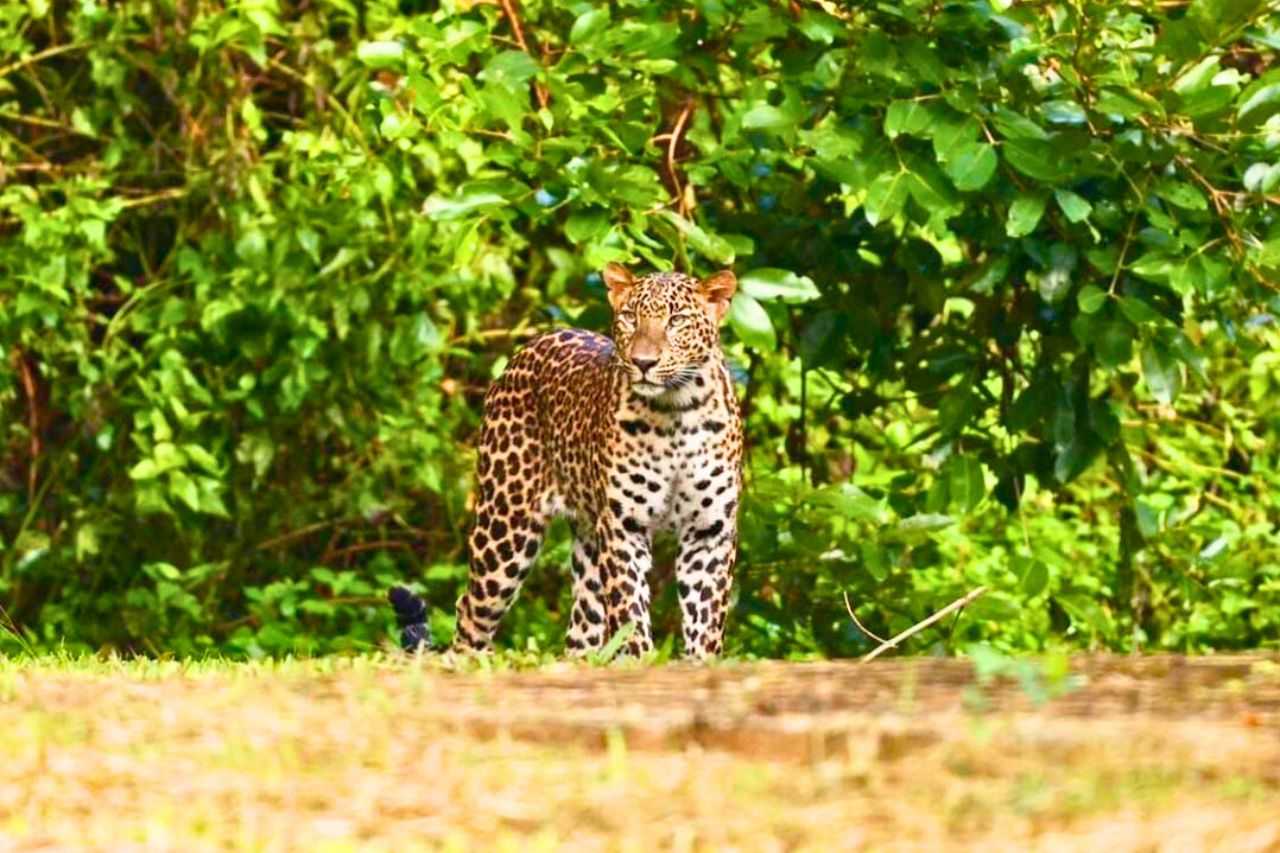 Un léopard aperçu dans un parc national du centre de la Thaïlande