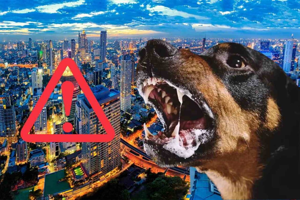 Thailand: Tollwut-Alarm in Bangkok und Samut Prakan