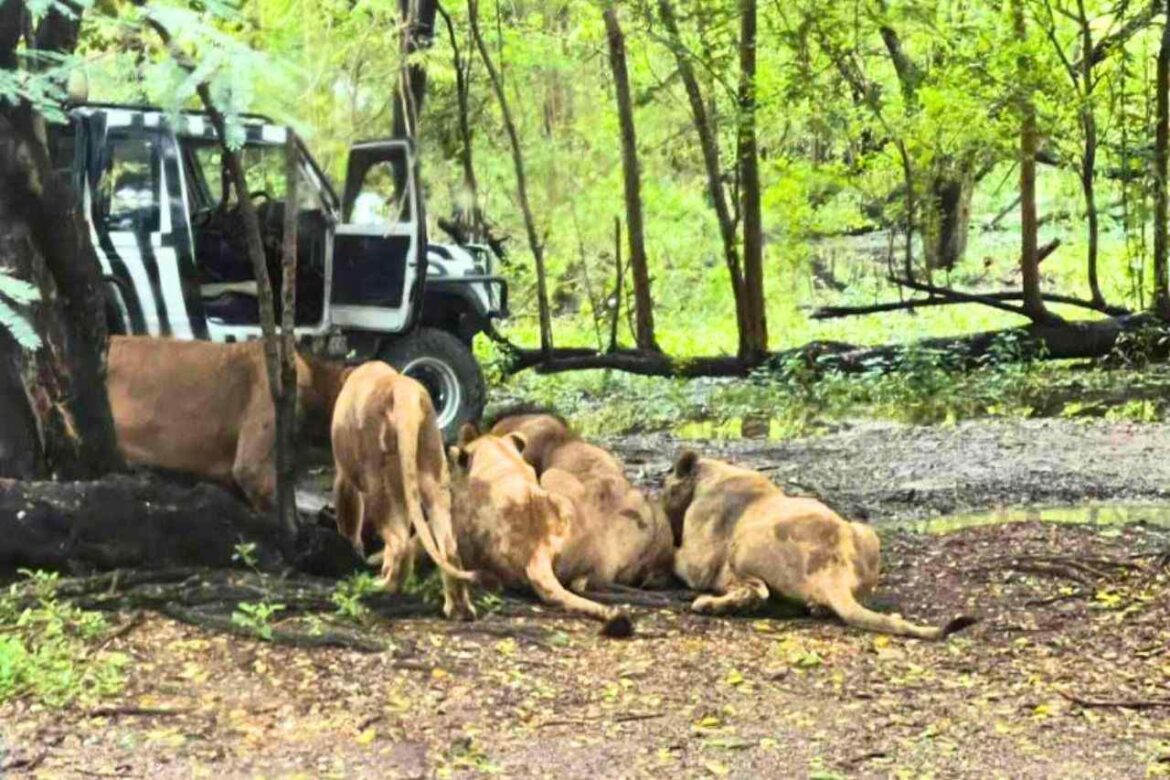 Thailand: a keeper devoured by lions in front of horrified visitors
